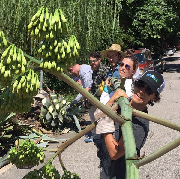 Oakwood's Famous Agave Finds Life After Death in Gallo Pelón and Bond ...