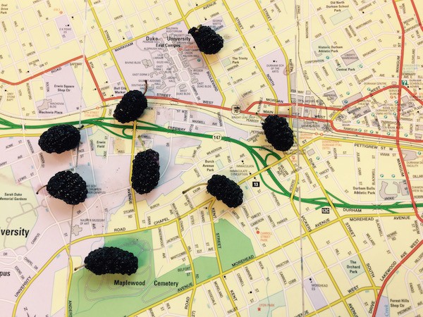 Eating Durham: A map of public mulberry trees