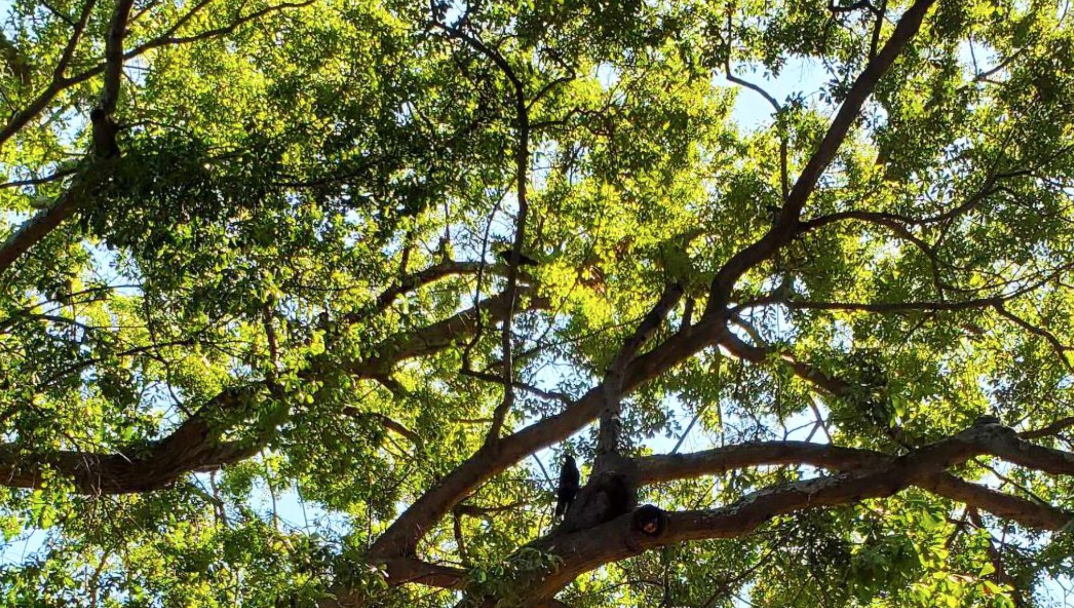 Wake County Lost 11,120 Acres of Trees Over the Past Decade