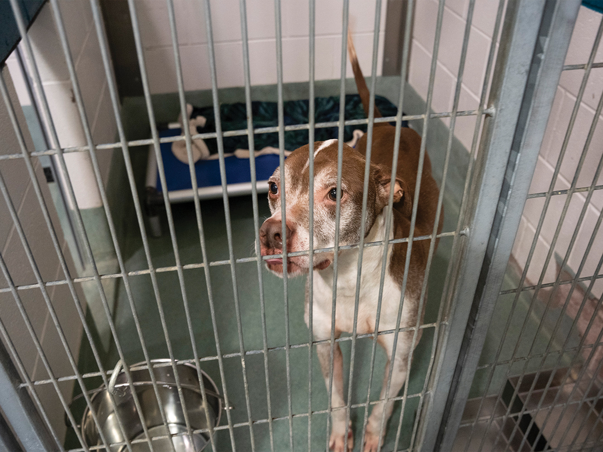 Local animal shelters face an overcrowding epidemic
