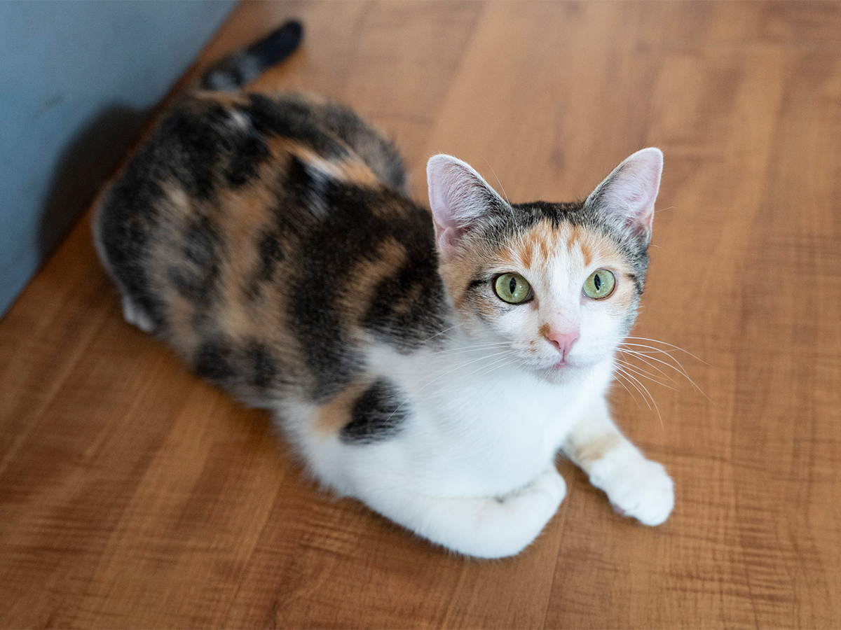 Cat cafés across the Triangle